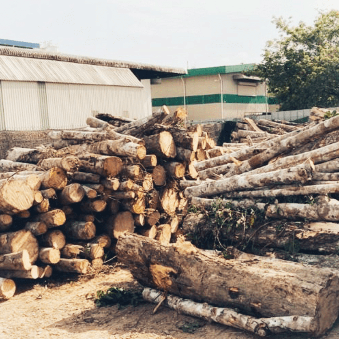 Malaysia Provides Free Hamfull And Non toxic Wood Shavings For Horse Malaysia Provides Free Hamfull And Non toxic Wood Shavings For Horse